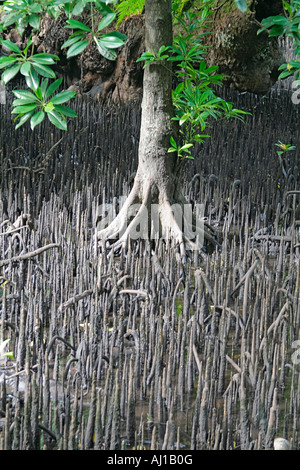 Mangrove trees with air roots showing at low tide in Kosrae Federated ...