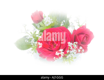 Single blooming red rose with a lot of copy space , rose for holidays ...