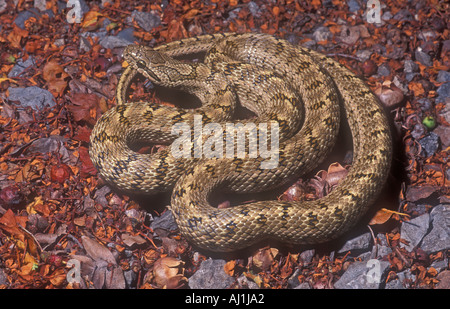 Dione's rat snake / Elaphe dione Stock Photo - Alamy