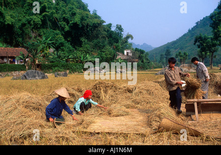 farmer threshing rice in rice fields around Vang Vieng, Laos Stock ...