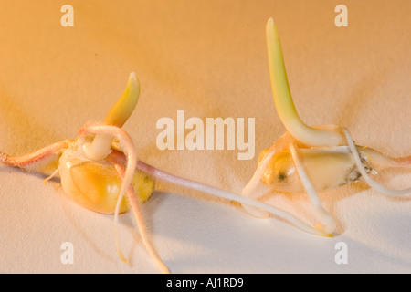 A germinating maize or corn seed, Zea mays, with radicle, root and ...