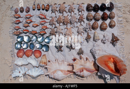 rare sea shells on sale in Dare Salaam market , Tanzania Stock Photo ...