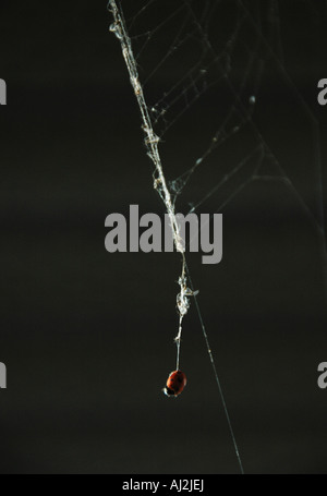 Insects caught in a spider web Stock Photo - Alamy