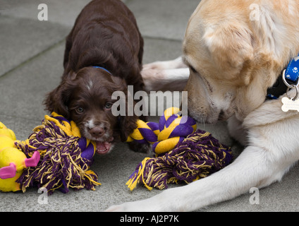 Labrador and cocker spaniel dog playing on sandy beach Varna Bulgaria ...