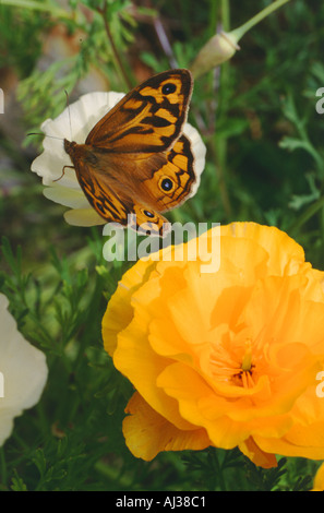 Australian Common Brown Butterfly, 'Heteronympha merope Fabricius ...