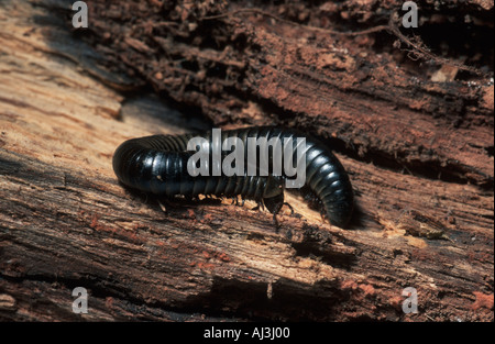 Millipede (Julus terrestris) on a piece of rotten wood Stock Photo - Alamy