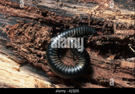 Millipede (Julus terrestris) on a piece of rotten wood Stock Photo - Alamy
