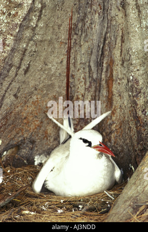 A red-tailed tropicbird nesting at Midway Atoll National Wildlife ...