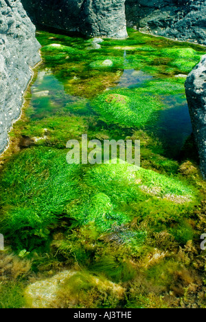 Rockpool with seaweeds, Devon, England Stock Photo - Alamy