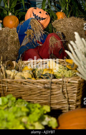 Pumpkins and scarecrow decoration in the garden Stock Photo - Alamy