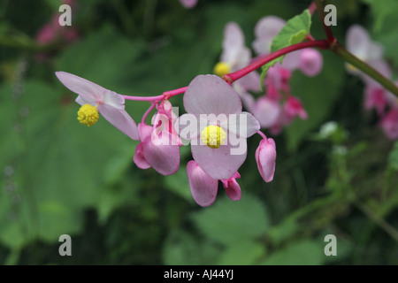 begonia grandis ssp evansiana, leaves, foliage, begonias, beefsteak ...