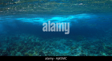 Fish keeltail needlefish, Platybelone argalus, underwater near water ...