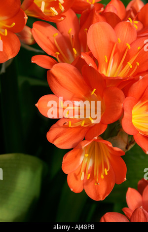 Clivia, Closeup Of The Flowers Stock Photo - Alamy