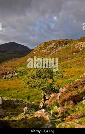 The Roman steps, The Rhinogs. Snowdonia National Park. Wales Stock ...