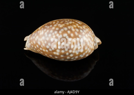 Measled Cowry shell Cypraea zebra seashell Stock Photo - Alamy