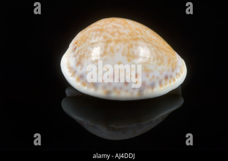 Atlantic Yellow Cowry shell Cypraea spurca acicularis seashell Stock ...