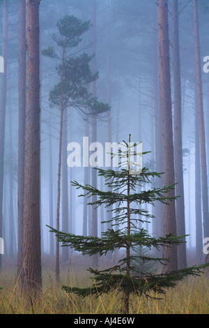 Heavy mist in a pine wood, New Forest National Park Stock Photo - Alamy