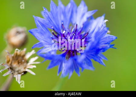 Deep blue cornflower with blurred background Stock Photo - Alamy