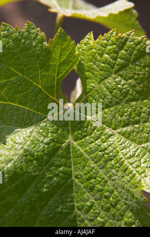 A pinot noir leaf - you can identify the variety since the leaf goes ...