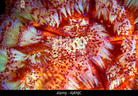 Coleman Shrimps, Periclimenes colemani on a fire urchin, Asthenosoma ...