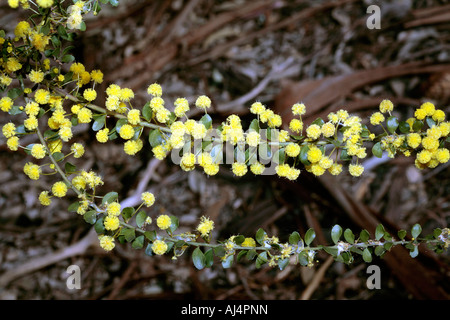 Gold Dust Wattle- Acacia acinacea-Family Fabaceae/Mimosaceae Stock ...