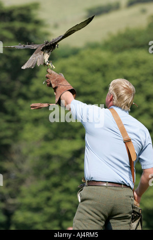 Colin Urwin from Dunluce Falconry shows a harris hawk Parabuteo ...