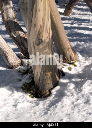 Snow gum, Eucalyptus pauciflora, Perisher Valley, Snowy Mountains, NSW ...