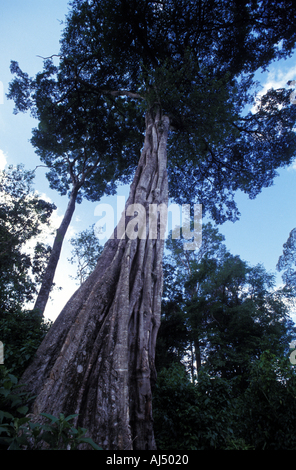 Giant fig tree Kakamega Forest Kenya Stock Photo - Alamy
