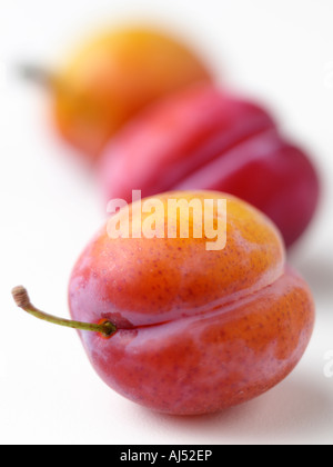 Close up of the plums ripe on branch. Ripe plums on a tree branch in ...
