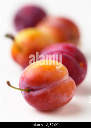 Close up of the plums ripe on branch. Ripe plums on a tree branch in ...