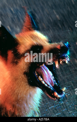 german shepherd guard dog growling Stock Photo - Alamy