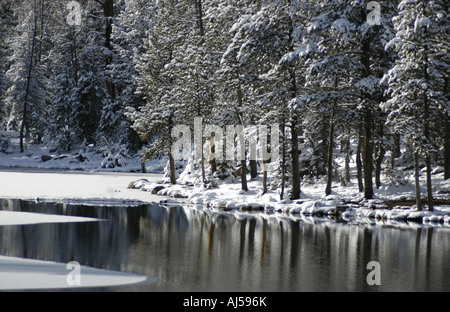 Reflective Pines, Uinta Mts, Utah Stock Photo: 14626215 - Alamy