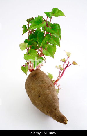 Sweet potato sprouting new leaves Stock Photo - Alamy