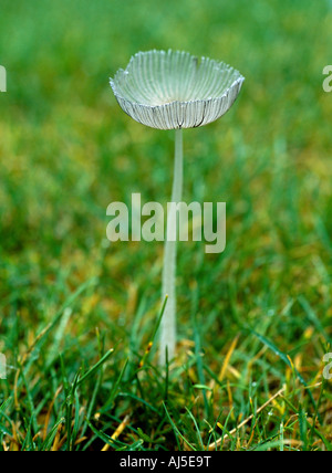 mushroom coprinus lagopus Stock Photo - Alamy