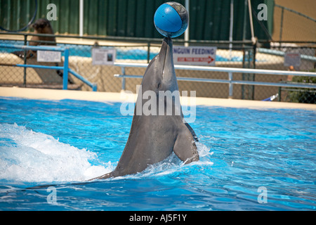Dolphin balancing a ball Stock Photo - Alamy