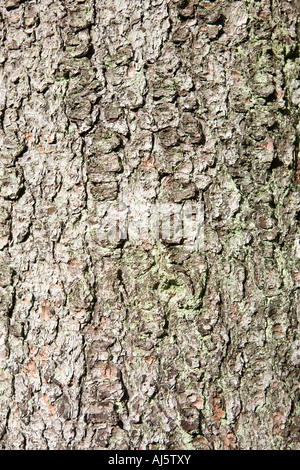 Limber pine (Pinus flexilis) bark, Craters of the Moon National ...