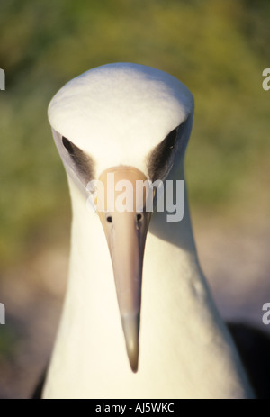 Laysan albatross or gooney bird Diomedea immutabilis chick panting on a ...