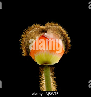 Iceland poppy bud with hairy sepals atop petals Stock Photo - Alamy