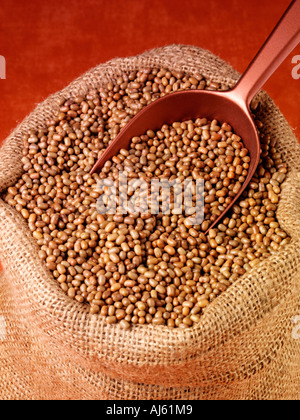 MUTH / MOTH BEANS Stock Photo - Alamy