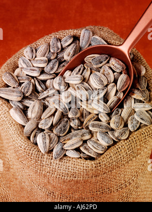 Sunflower Seeds in container on white background. Helianthus annuus ...