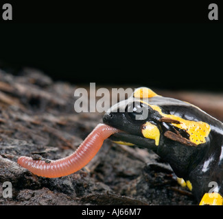 firesalamander fire salamander HEAD eat eating an insect Salamandra ...
