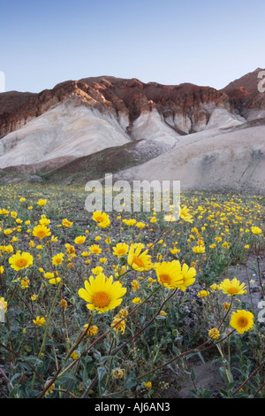 Desert gold aster flowering in the garden, Eriophyllum lanatum, Phlox flowering in the garden ...