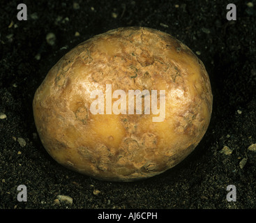 Common scab Streptomyces scabies lesions and pustules on a potato tuber ...