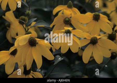 cutleaf coneflower, cut-leaved coneflower, green-headed coneflower ...