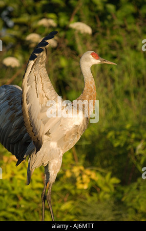 Sand hill crane Stock Photo - Alamy