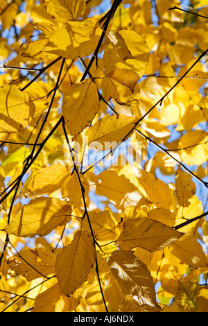 Betula lenta - Sweet Birch, autumn foliage Stock Photo - Alamy