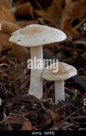 Poison Pie (Hebeloma crustuliniforme Stock Photo - Alamy