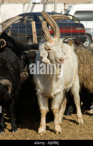 Tolkuchka bazaar, selling sheeps and goats, Ashgabat, Turkmenistan ...