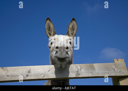 Donkey looking over farm fence on Norfolk Farm Stock Photo - Alamy