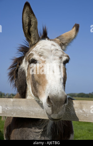 Donkey looking over farm fence on Norfolk Farm Stock Photo - Alamy
